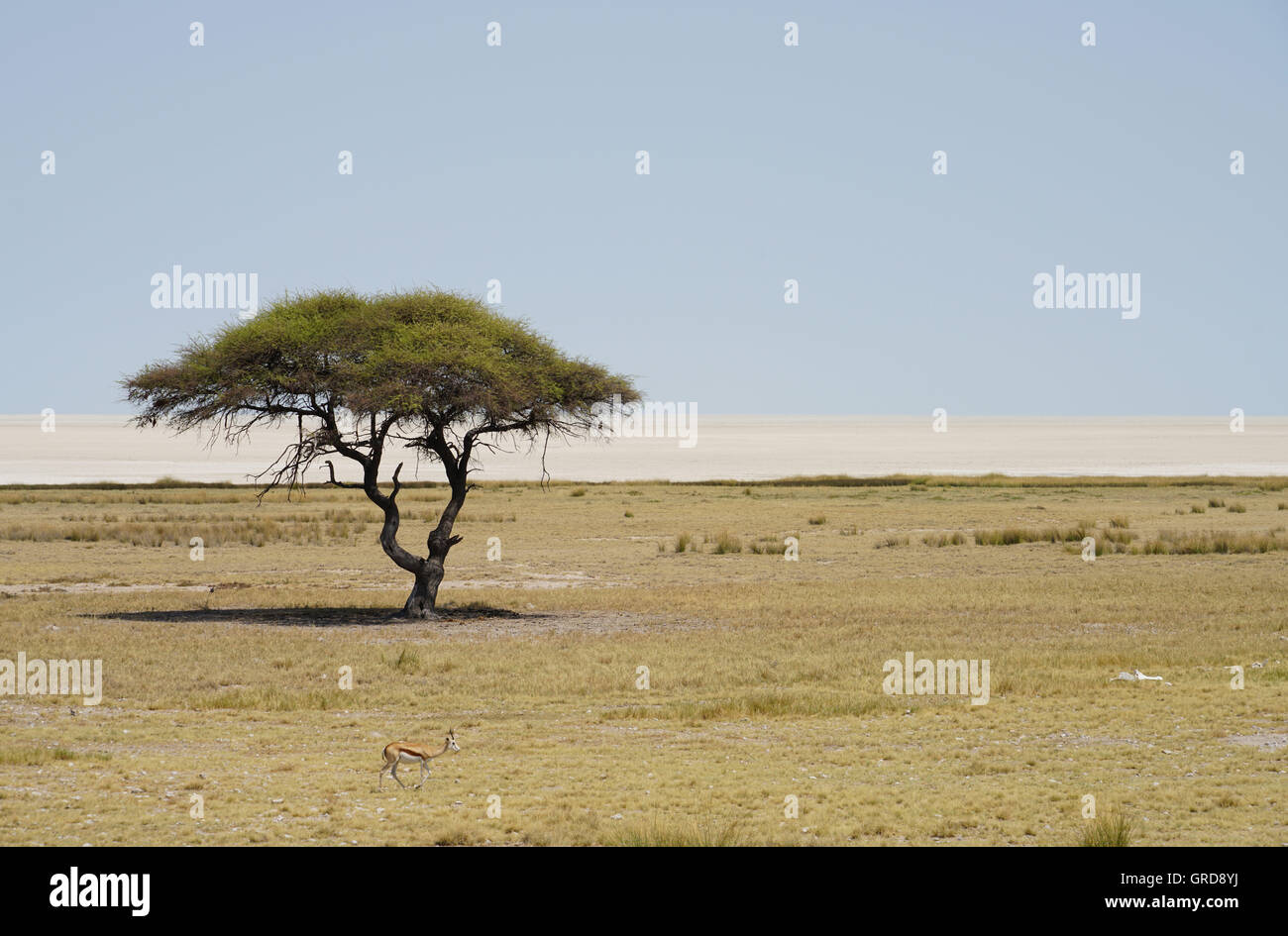 Pan wide hi-res stock photography and images - Alamy
