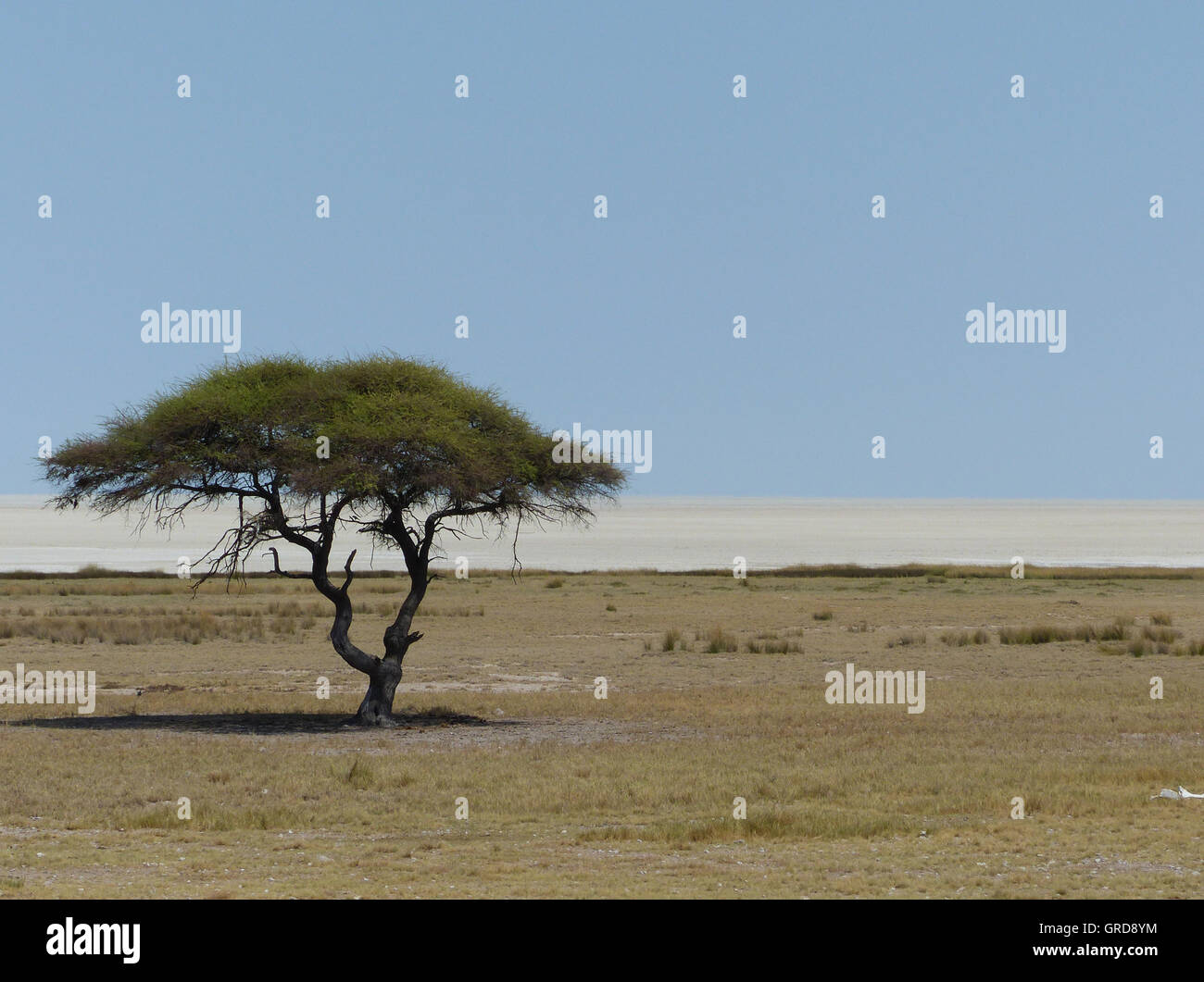 Acacia Tree In The Etosha Pan, Namibia Stock Photo - Alamy