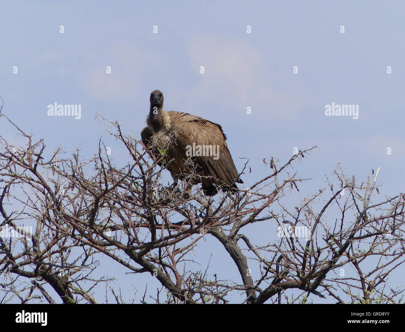 Vulture On A Tree, Namibia Stock Photo - Alamy