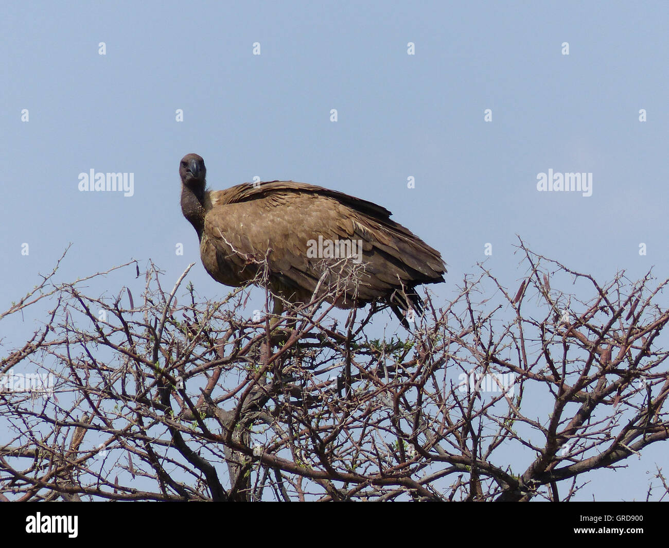 Vulture On A Tree High Resolution Stock Photography and Images - Alamy