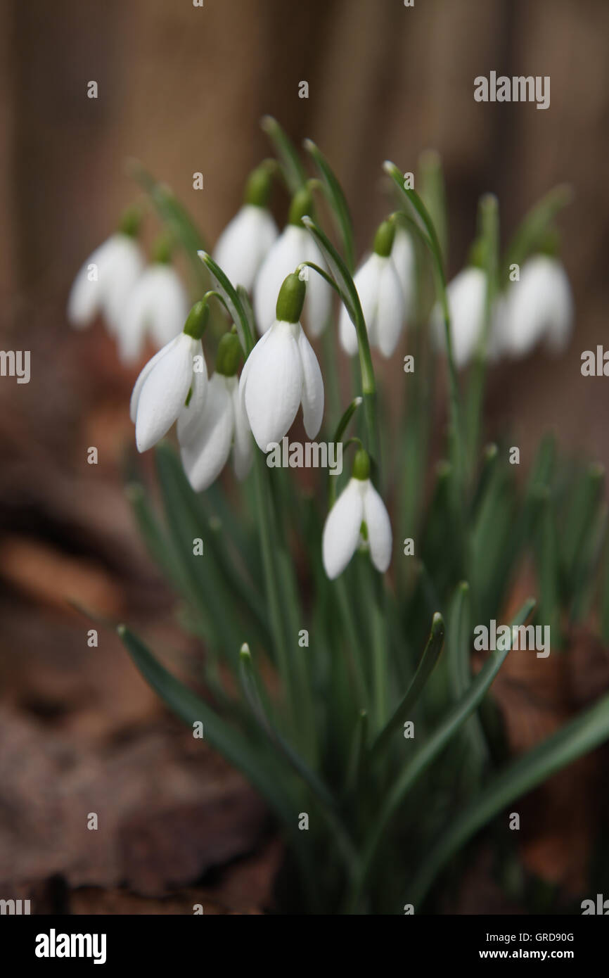 Snowdrop flowers blooming on forest hi-res stock photography and images ...