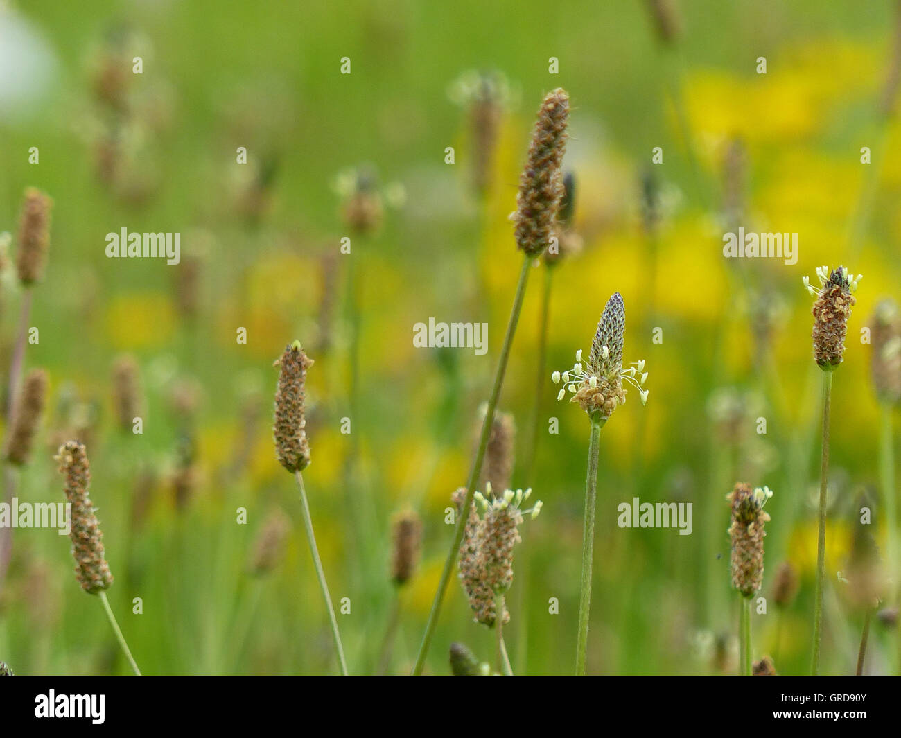 Fading Grasses On A Meadow Stock Photo - Alamy