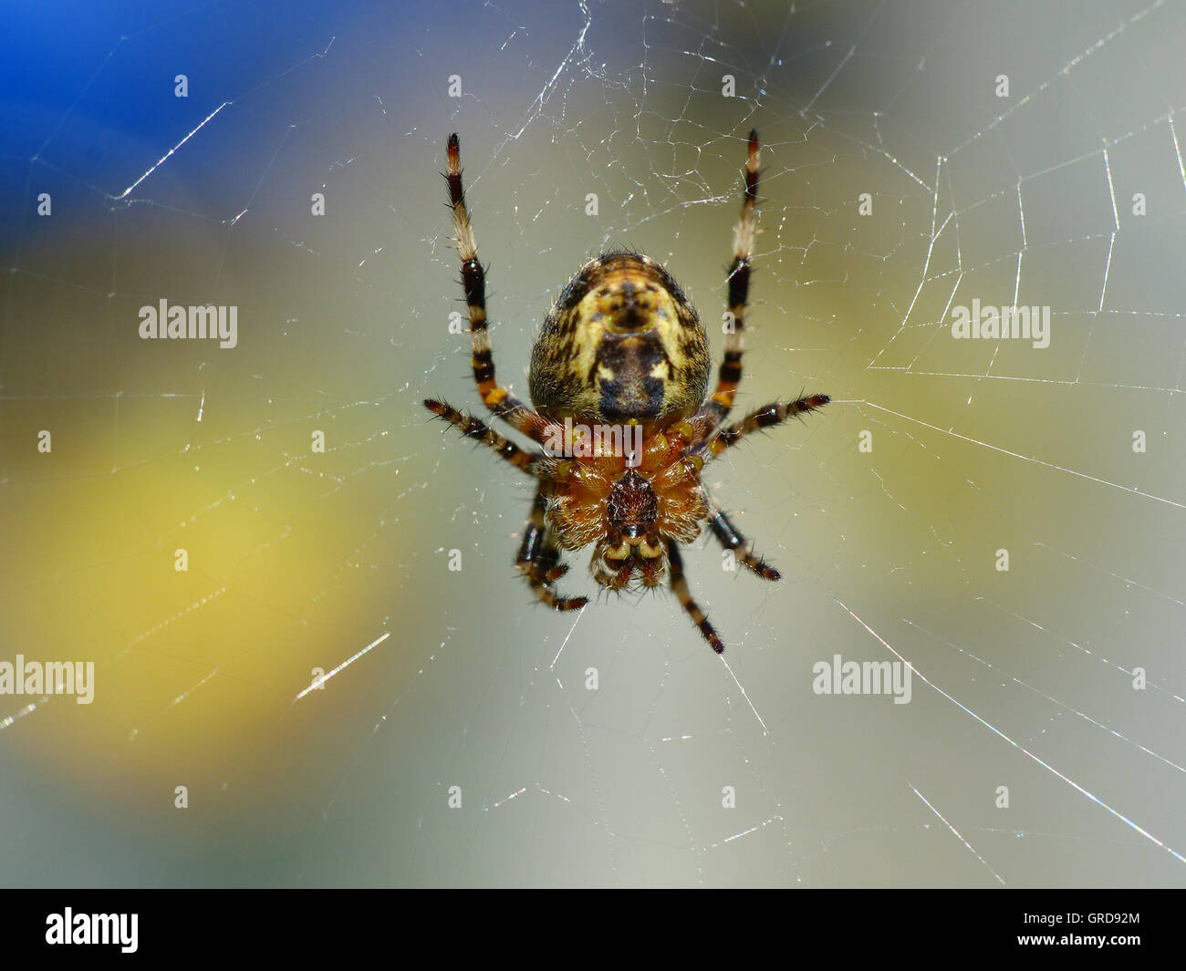 Garden Spider In A Cobweb Stock Photo - Alamy