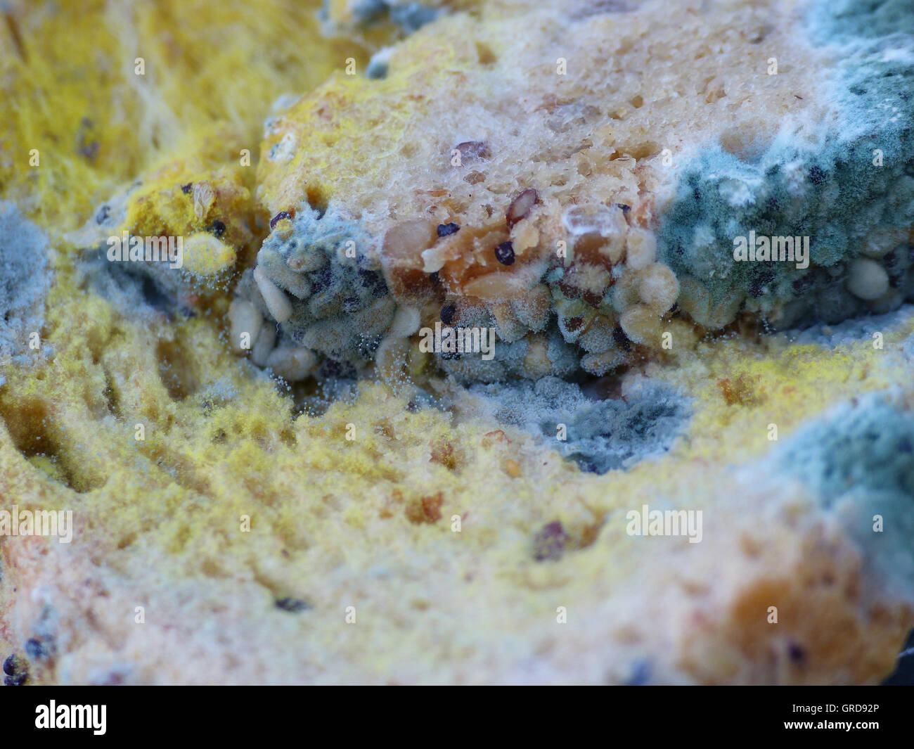 Various Types Of Mold On Bread Stock Photo - Alamy