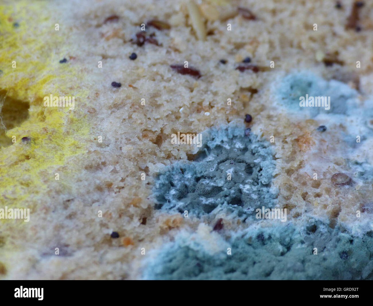 Various Types Of Mold On Bread Stock Photo - Alamy