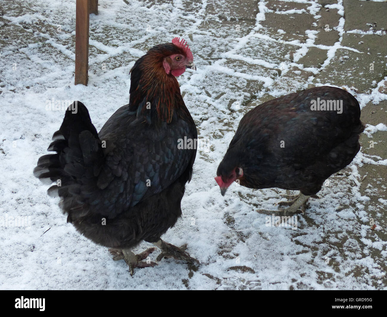 Black araucana hen hi-res stock photography and images - Alamy