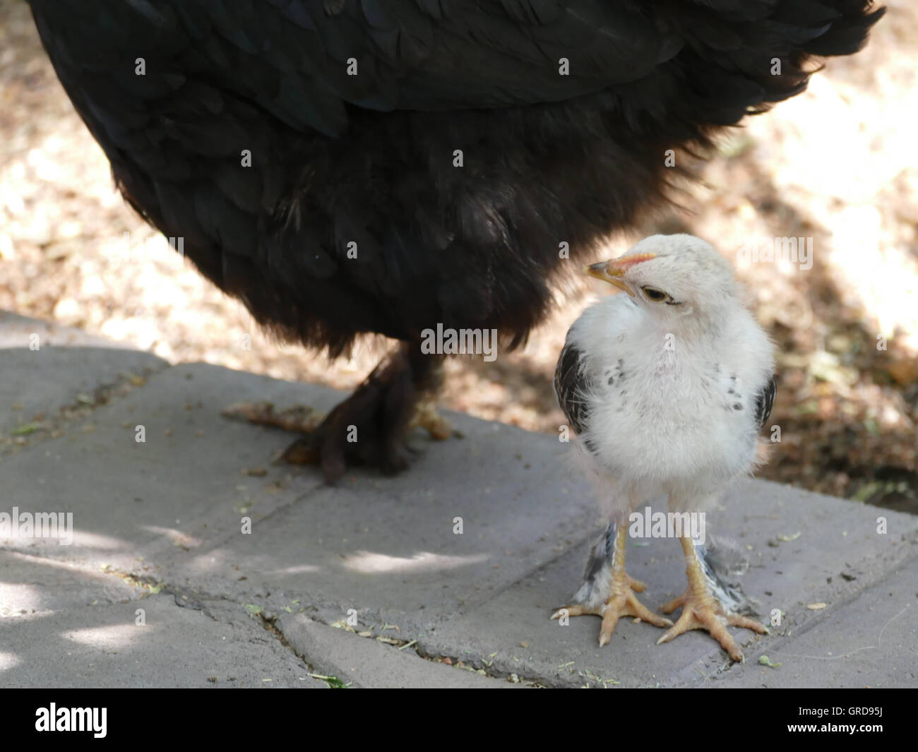 Small And Large, Chick And Hen Stock Photo - Alamy