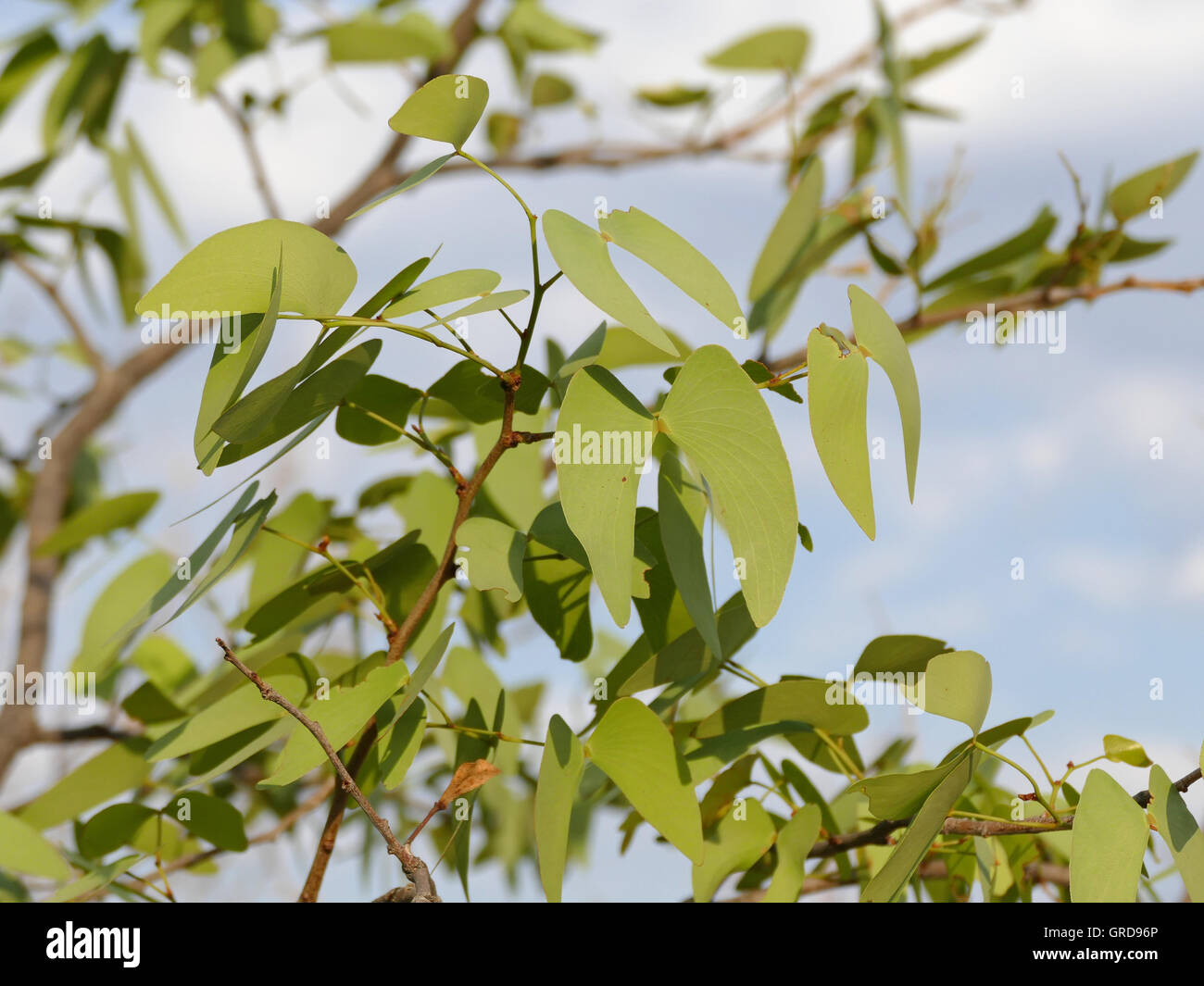Mopane Tree Africa, Colospermum Mopane Stock Photo - Alamy