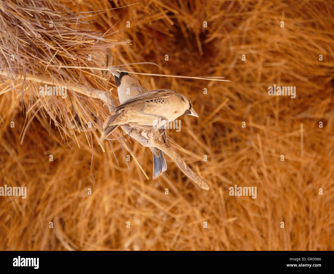African birds nests hi-res stock photography and images - Alamy