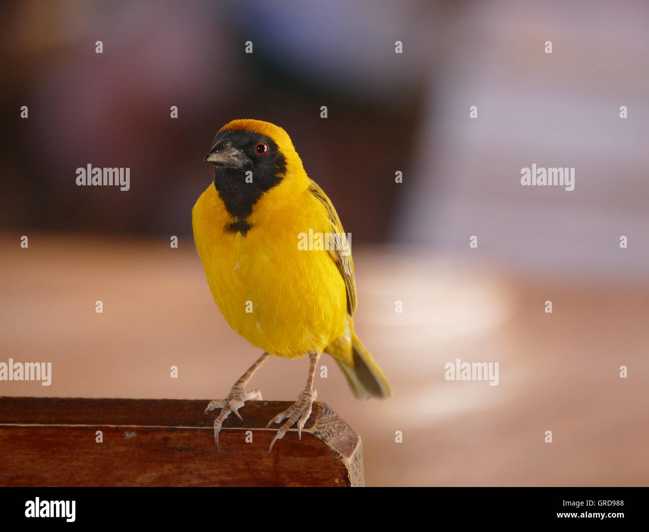 Male village weaver ploceus hi-res stock photography and images - Alamy