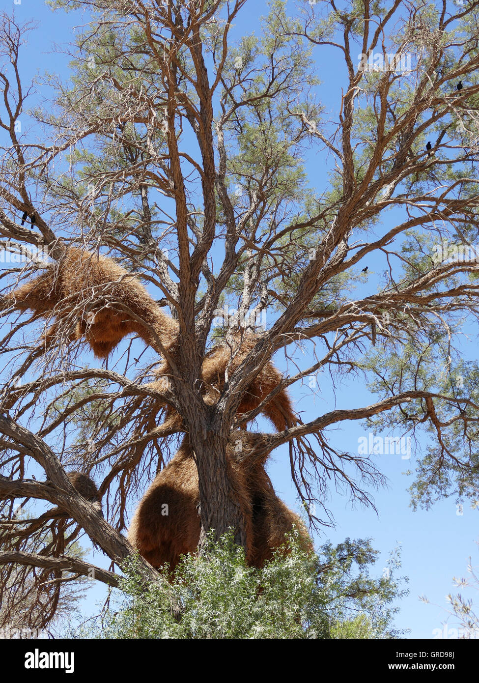 Shepherds Tree Boscia Albitrunca With Weaver Bird Nests Stock Photo - Alamy