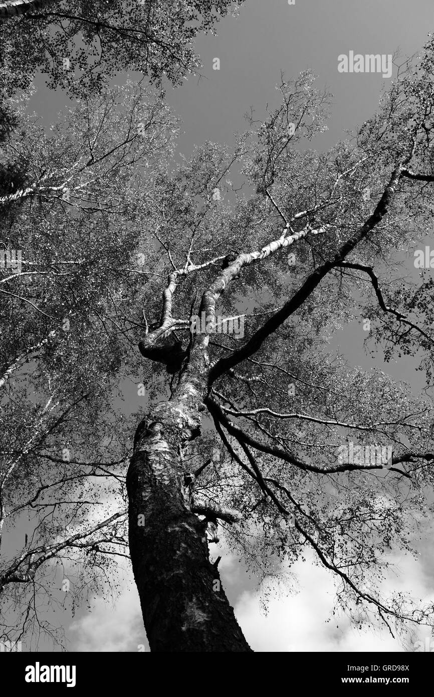 Tree Worm S-Eye View Stock Photo - Alamy