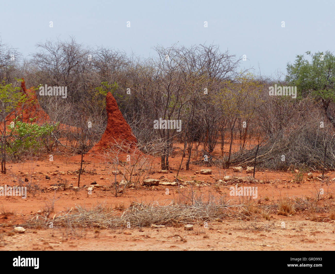 African termite mounds hi-res stock photography and images - Alamy