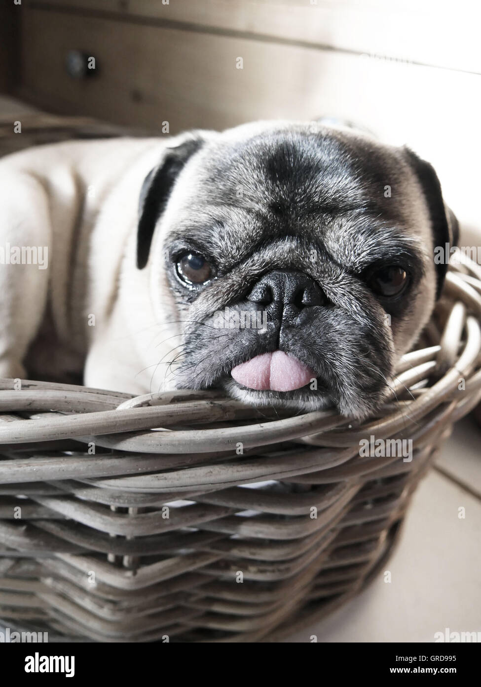 Beige Pug Relaxes In A Basket Stock Photo - Alamy