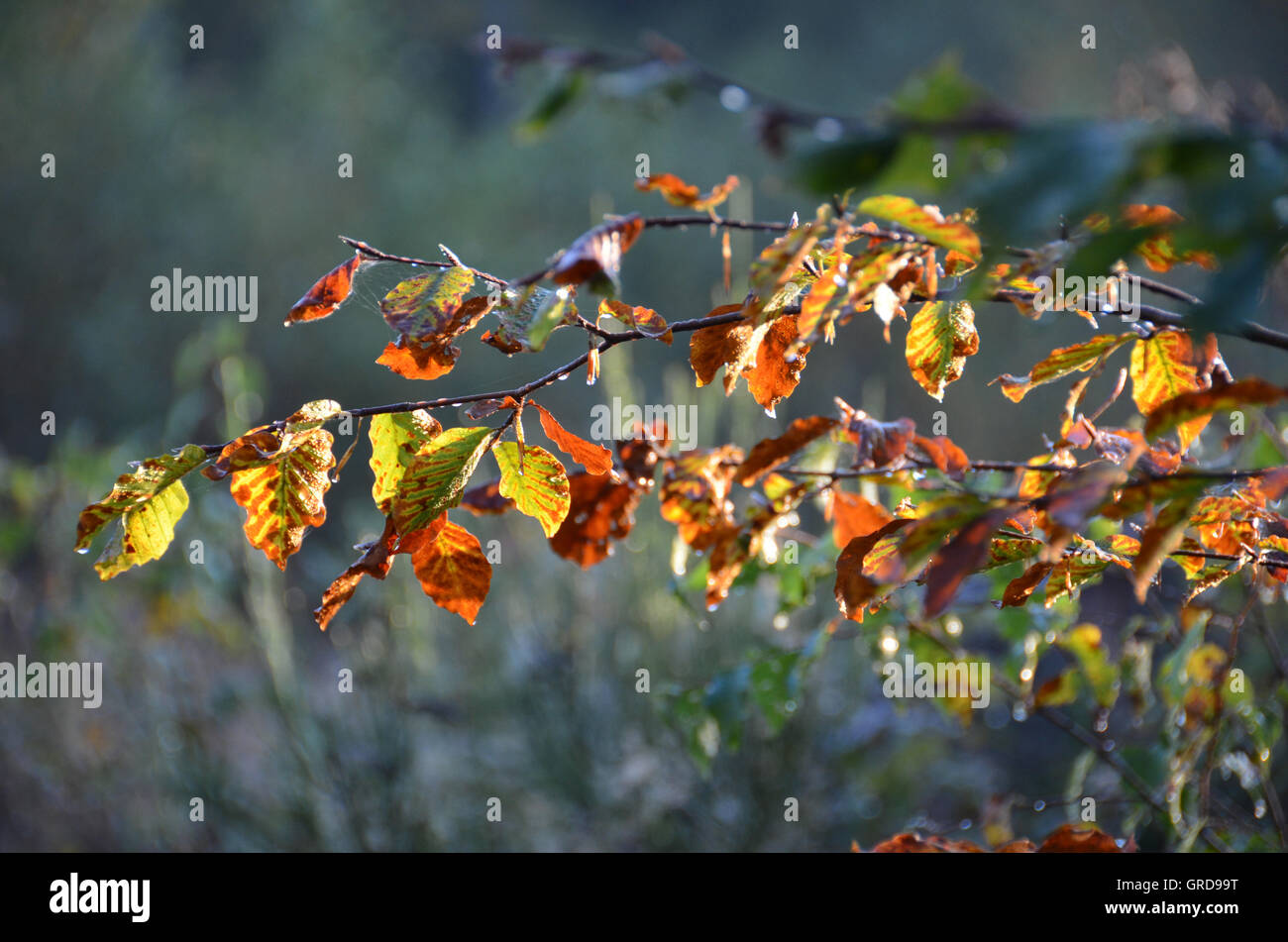 Beech Twig In Autumn Stock Photo - Alamy