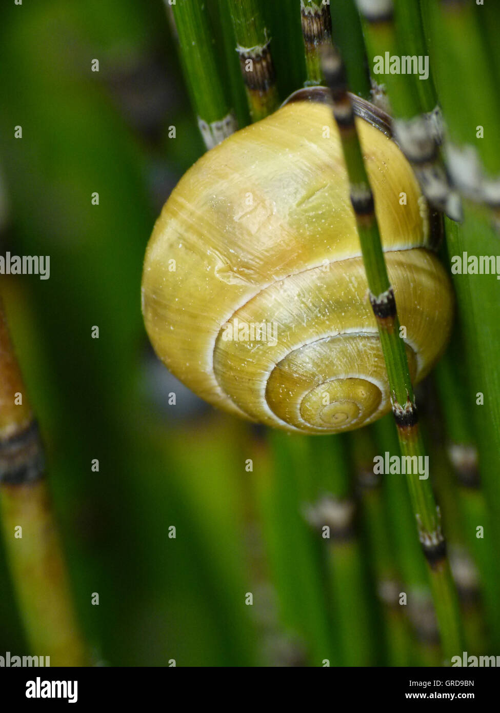 Yellow Snail Shell On Horsetail Stock Photo - Alamy