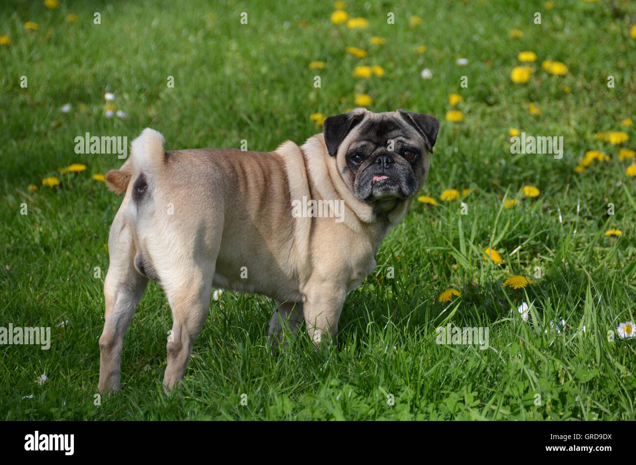 Dog waiting to go for a walk hi-res stock photography and images - Alamy