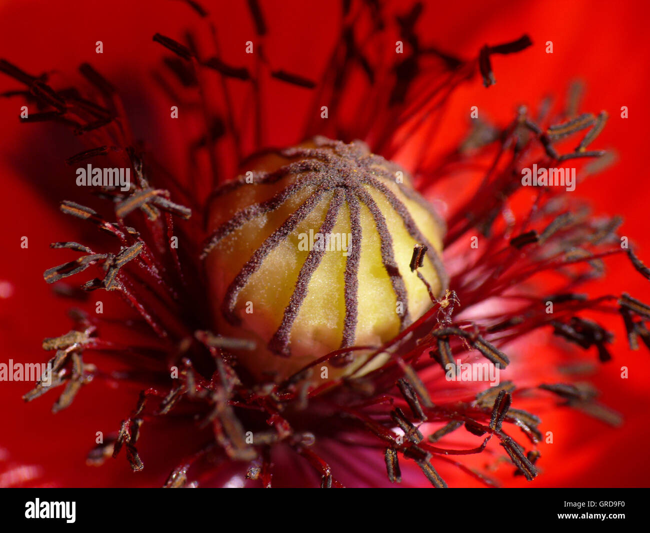 Poppy Flower With Pistil And Stamens, Macro Stock Photo - Alamy