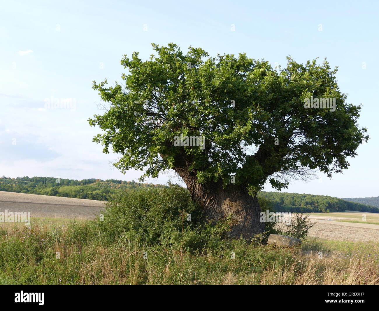 Rasierpinselbaum, Shaving Brush Tree, Old Oak Tree In The District Of ...