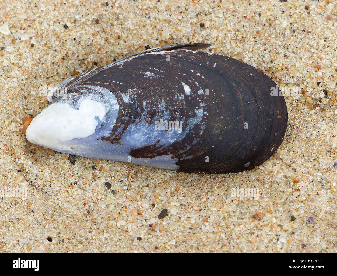 Shell On The Beach Of Atlantic Ocean Stock Photo - Alamy