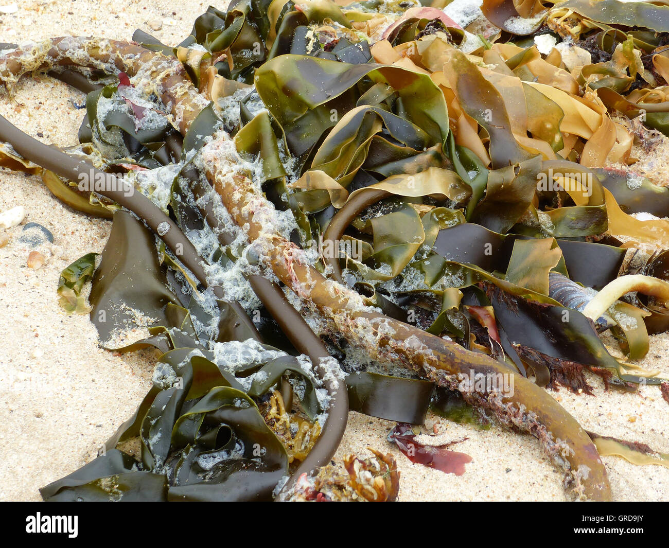 Seaweed On The Beach Of The Atlantic Ocean Stock Photo - Alamy