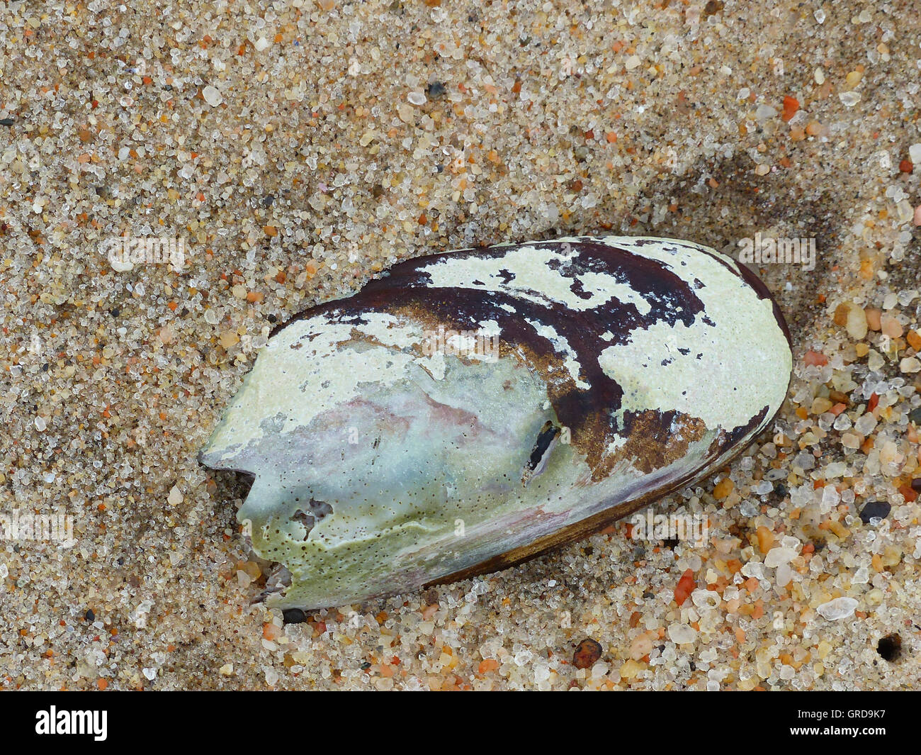 Shell On The Beach Of Atlantic Ocean Stock Photo - Alamy