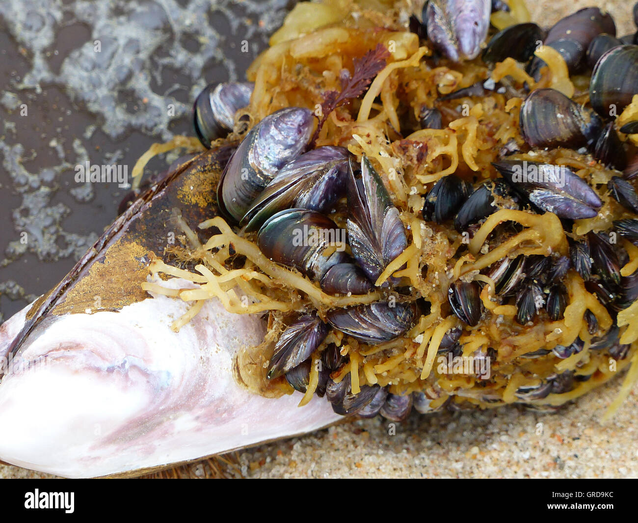 Shells And Seaweed On The Beach Of The Atlantic Ocean Stock Photo - Alamy