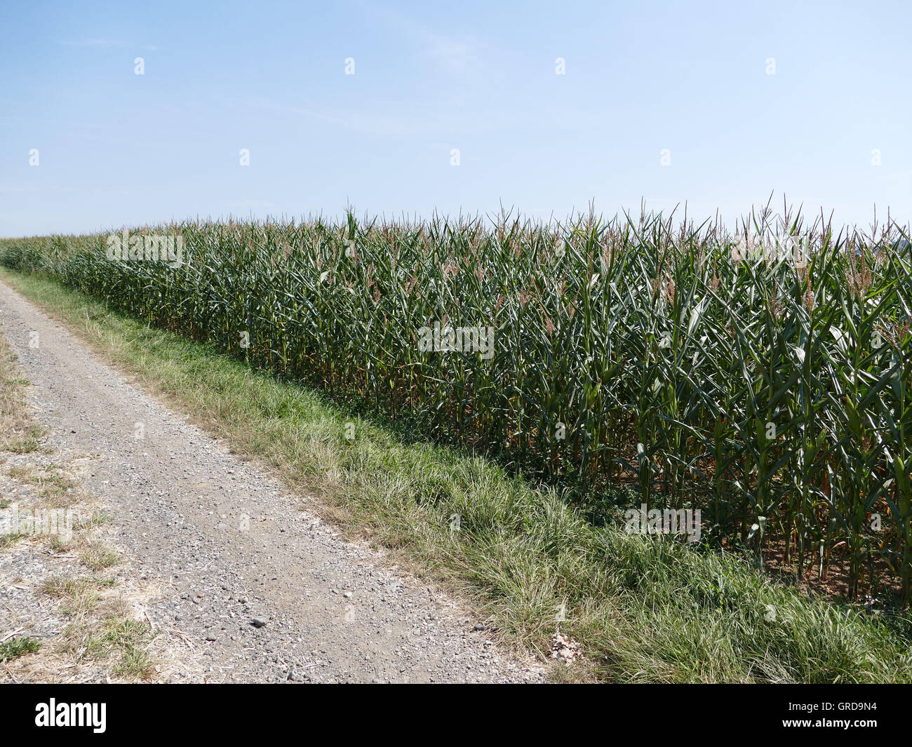 Maize frame hi-res stock photography and images - Alamy