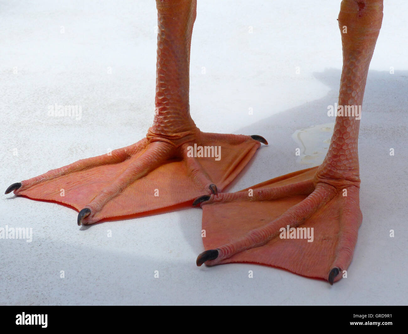 Feet Of A Pelican Stock Photo - Alamy