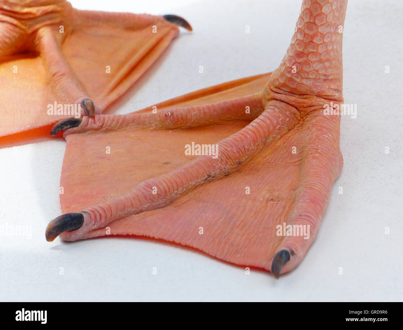 Pelican feet hi-res stock photography and images - Alamy