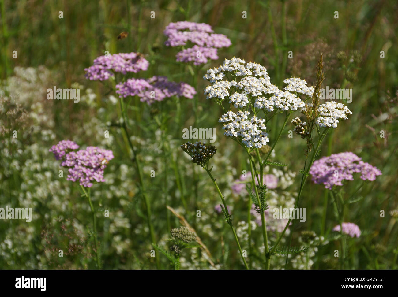 White And Light Pink Common Yarrow On A Meadow, Achillea Millefolium ...