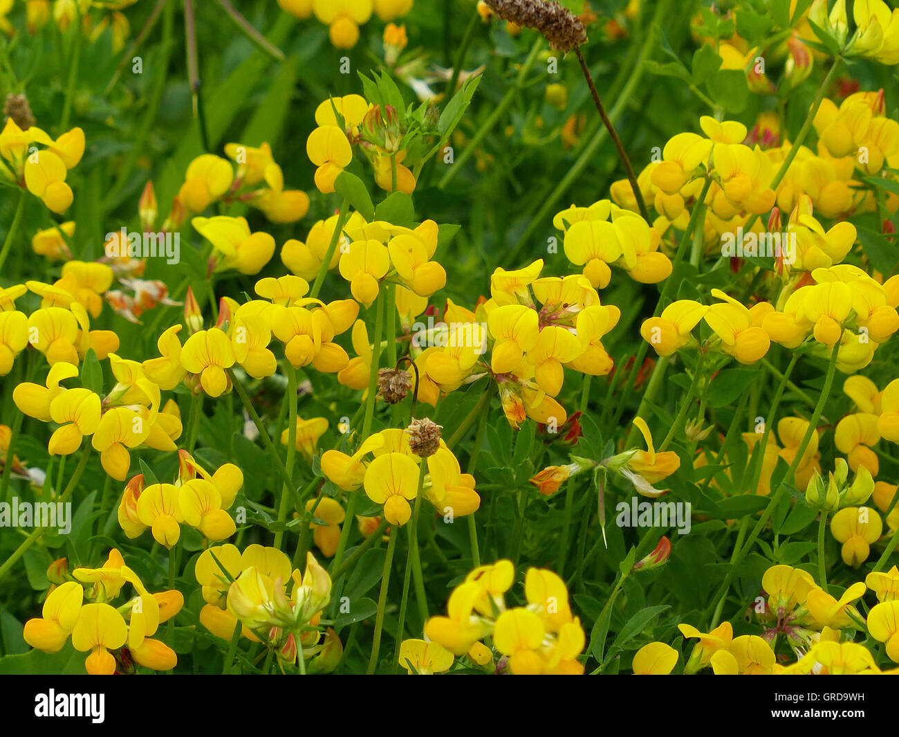 Trefoil, Lotus Corniculatus, Fodder Plant And Bee Pasture Stock Photo ...