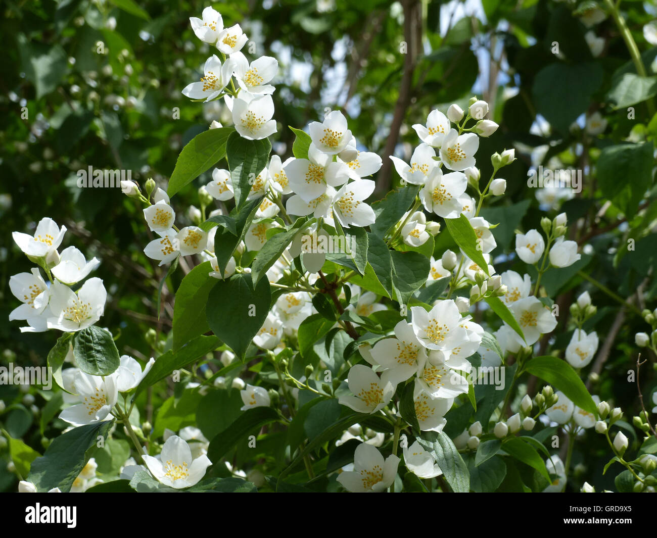 Flowering jasmine bushes hi-res stock photography and images - Alamy