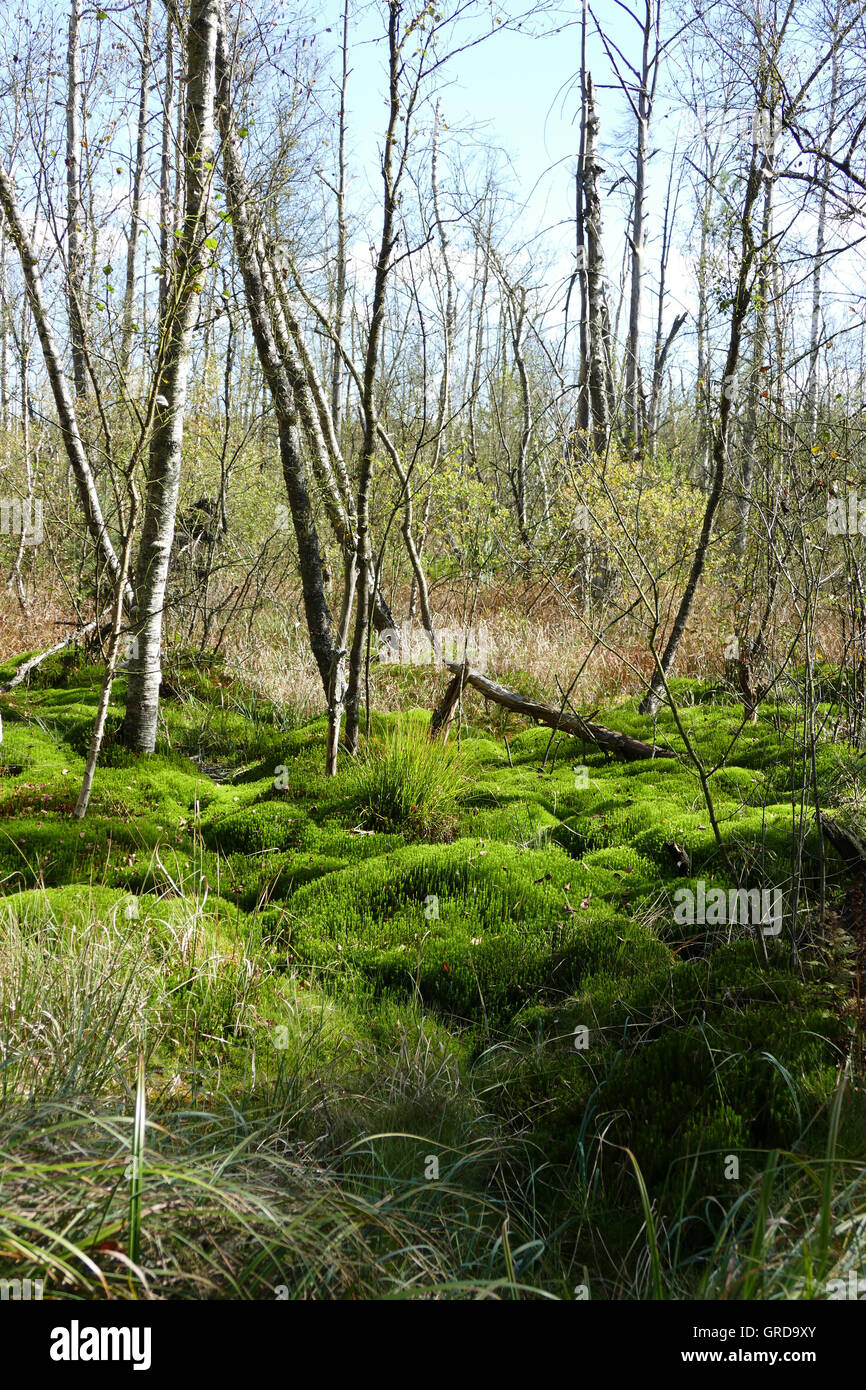Morass and moor vegetation hi-res stock photography and images - Alamy