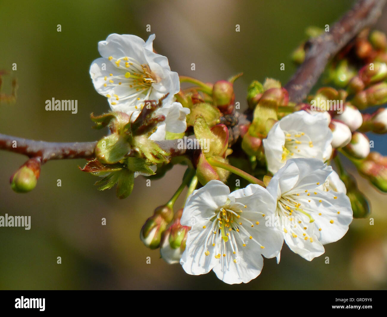 Blooming Sweet Cherry Tree Stock Photo - Alamy