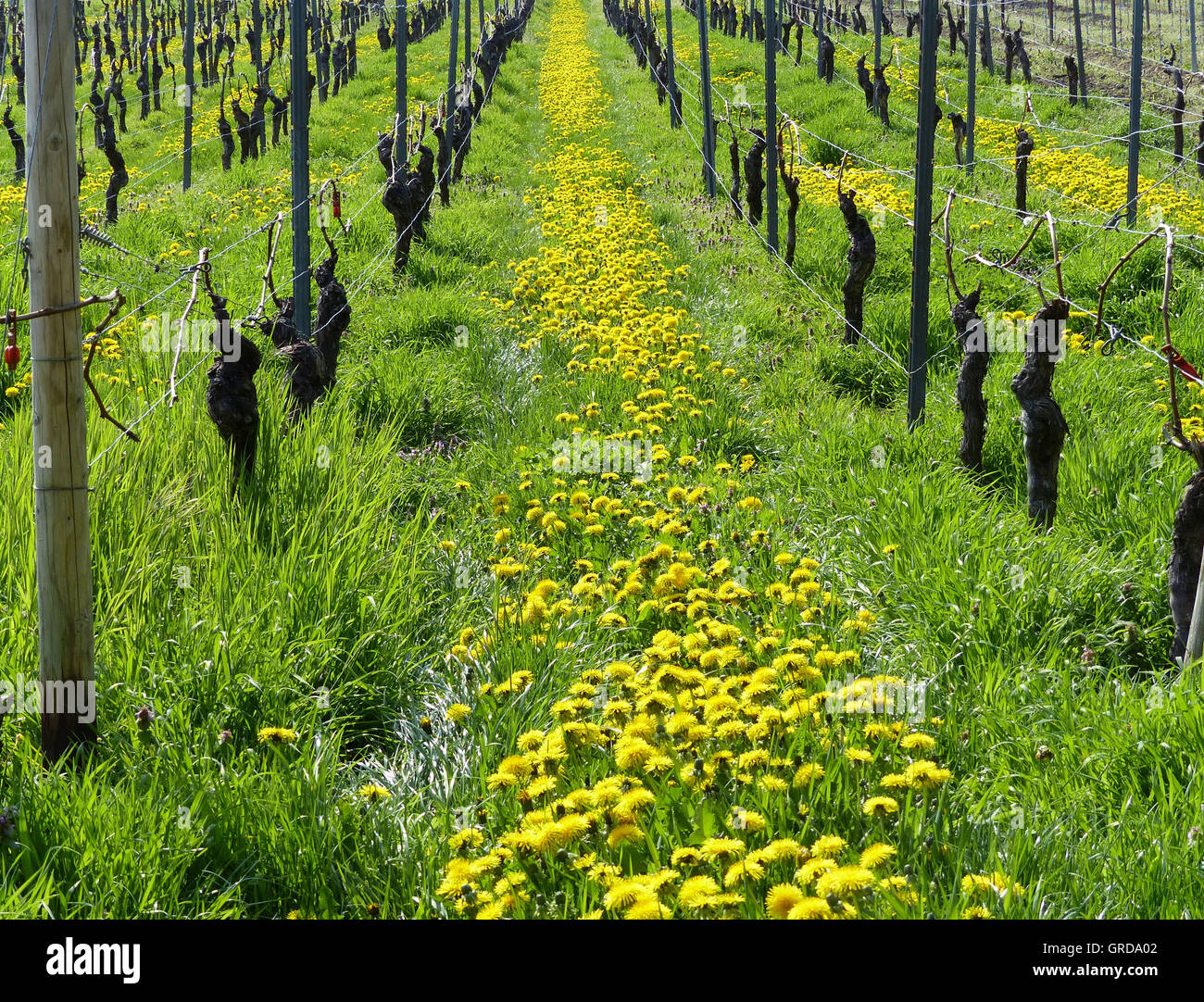 Viniculture hi-res stock photography and images - Alamy