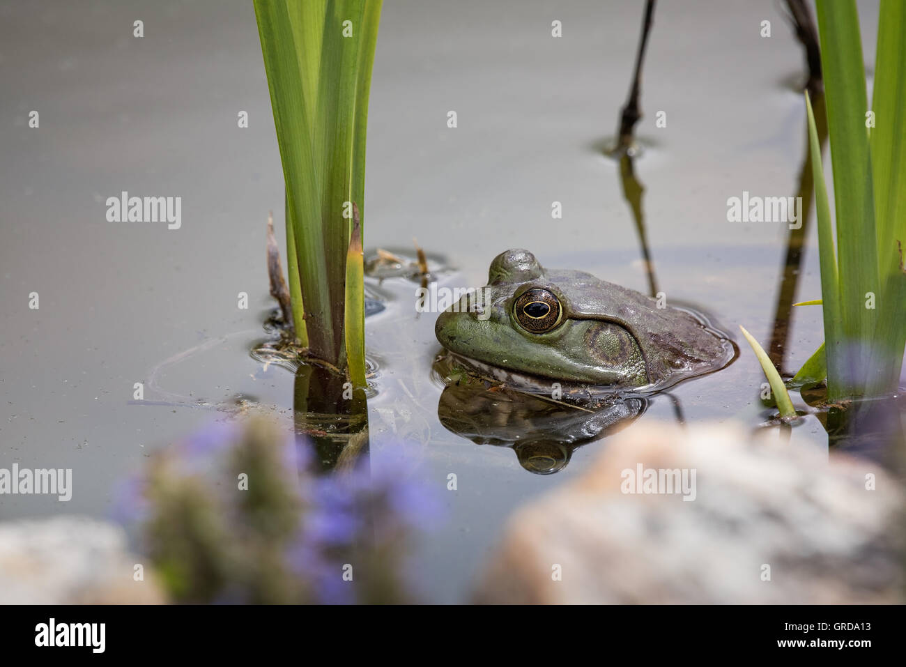 Bullfrog in pond hi-res stock photography and images - Alamy