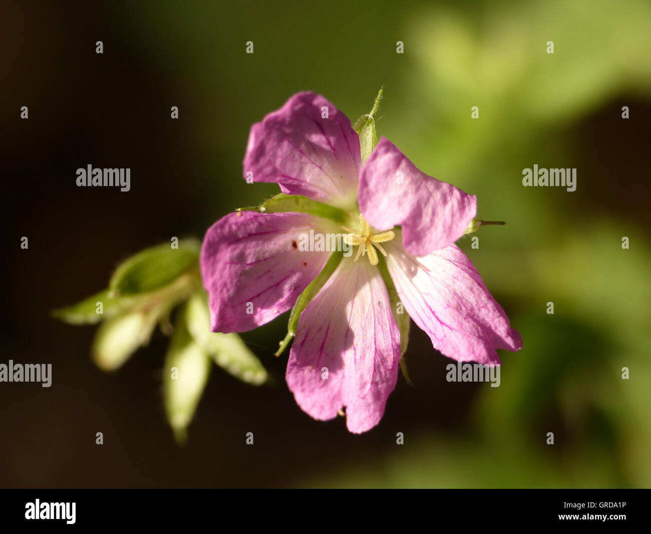 Geraniaceae hi-res stock photography and images - Alamy