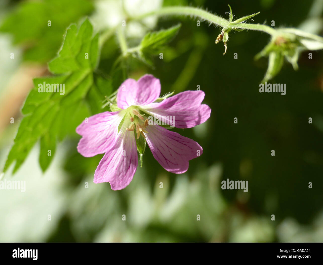 Geraniaceae hi-res stock photography and images - Alamy