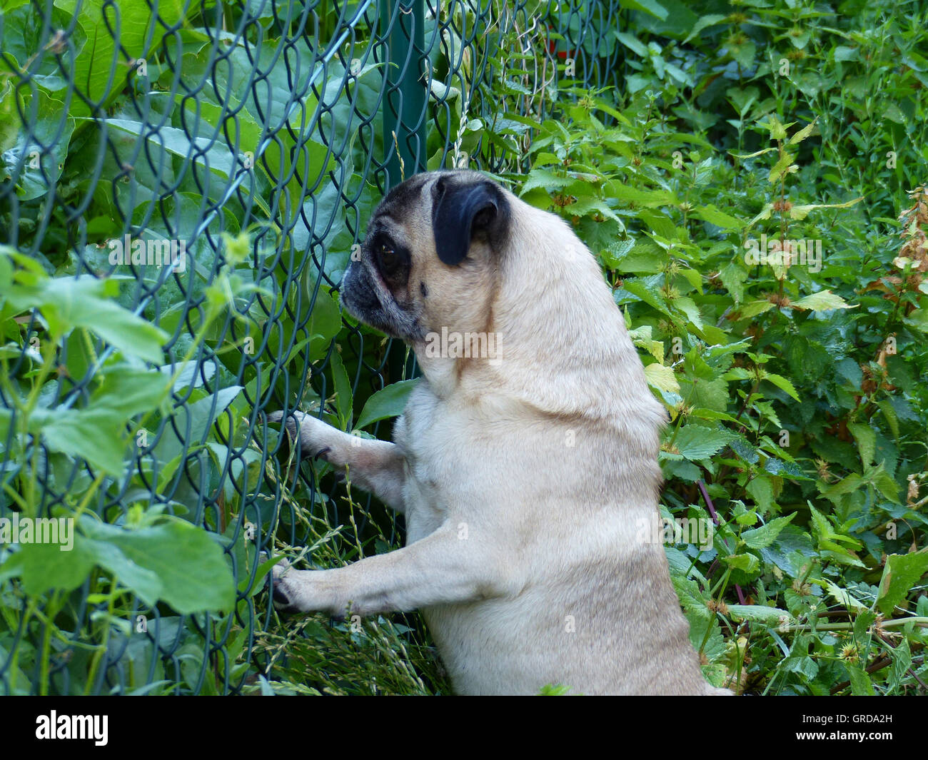 Beige Pug Standing At The Fence And Looks Into The Neighbor S Garden ...