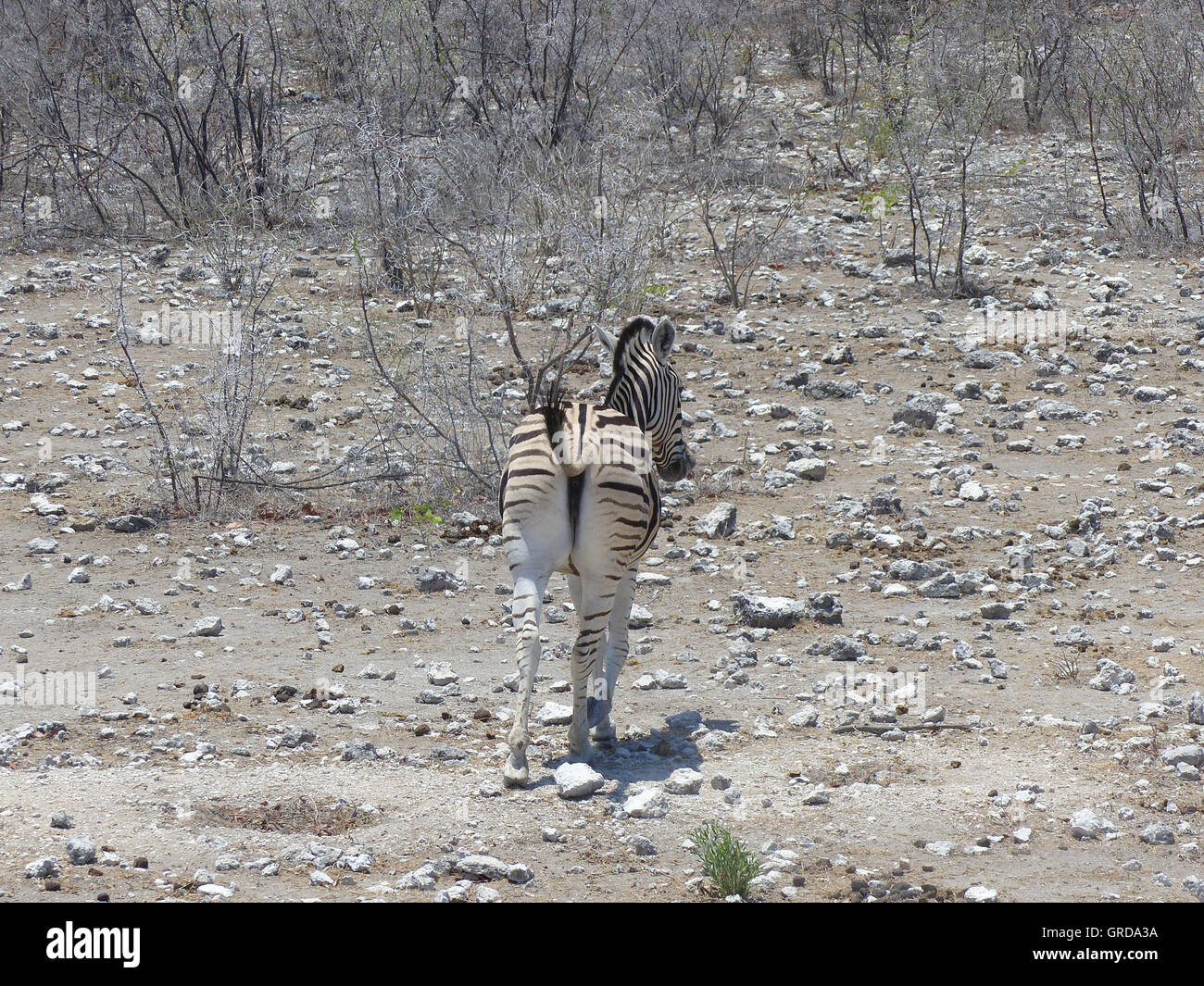 Showing backside hi-res stock photography and images - Alamy