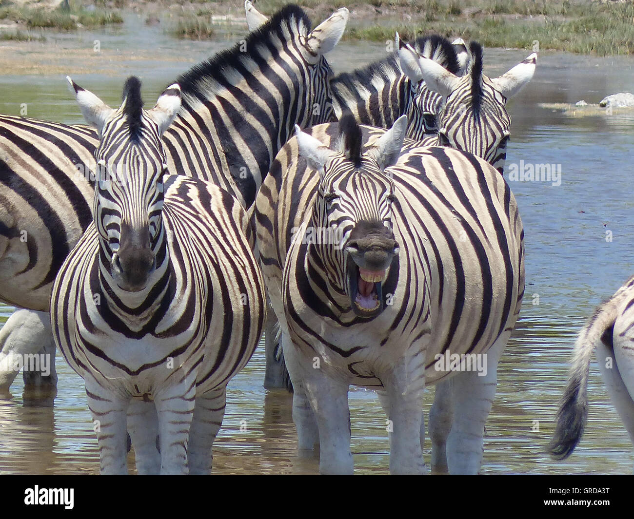 Laughing Zebra, Zebras Stock Photo - Alamy