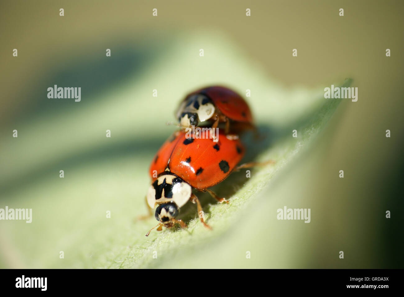 Ladybirds hi-res stock photography and images - Alamy