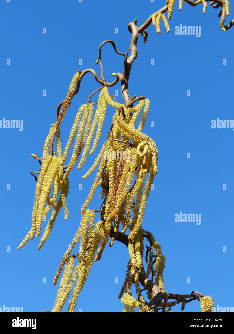 Corkscrew Hazel Shrub Stock Photos & Corkscrew Hazel Shrub Stock Images ...