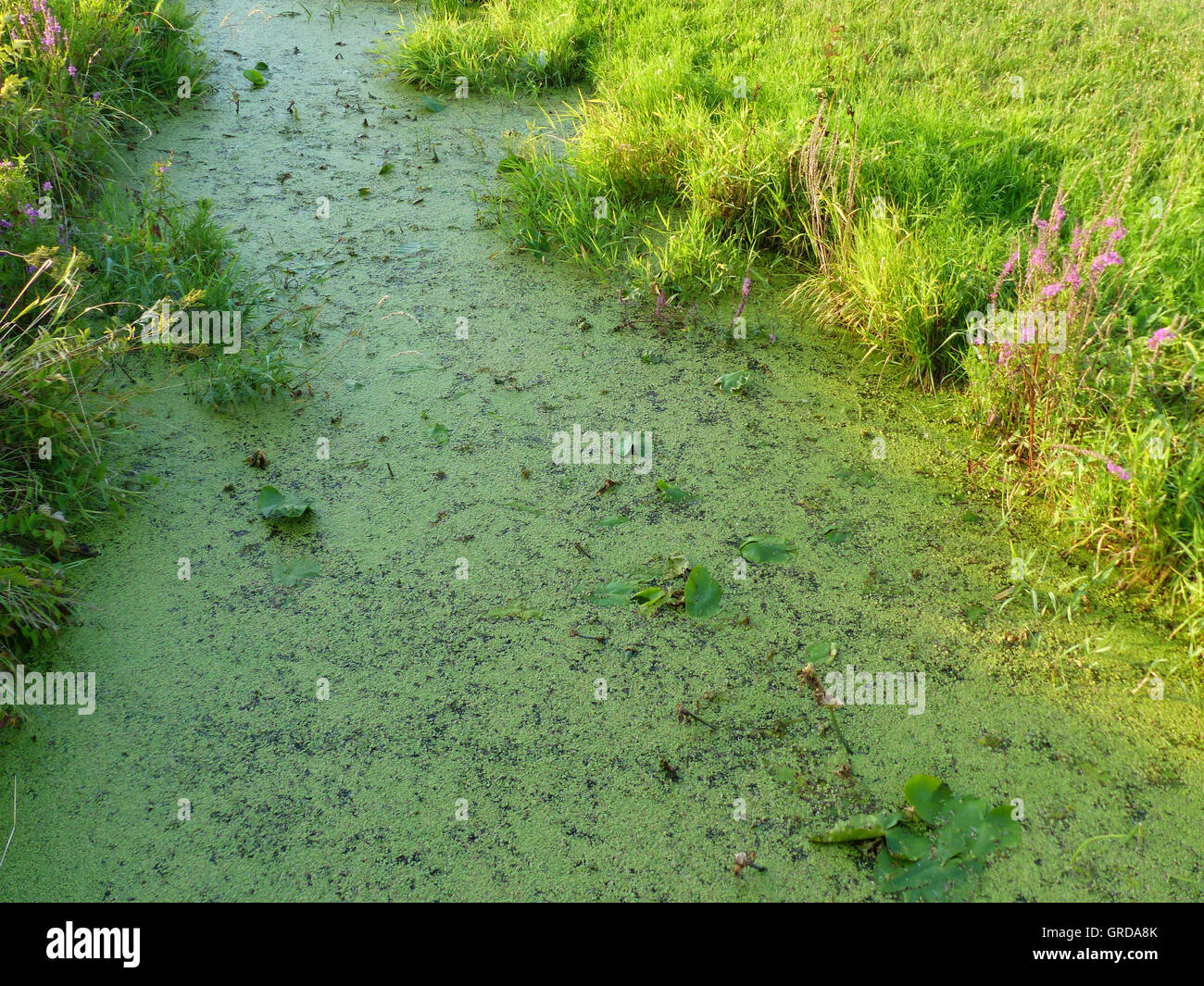 Biotope meadow hi-res stock photography and images - Alamy