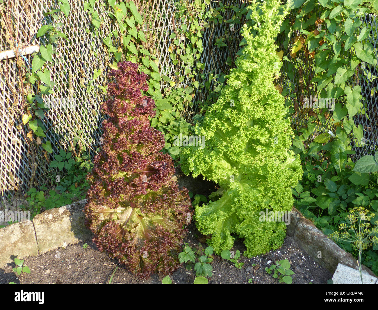 Lanky hi-res stock photography and images - Alamy