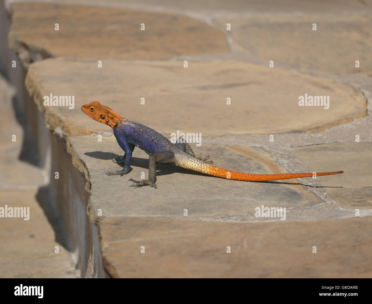 Orange grey lizard hi-res stock photography and images - Alamy