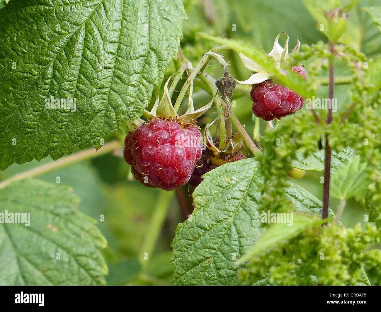 Wild Wood Raspberries Stock Photo - Alamy