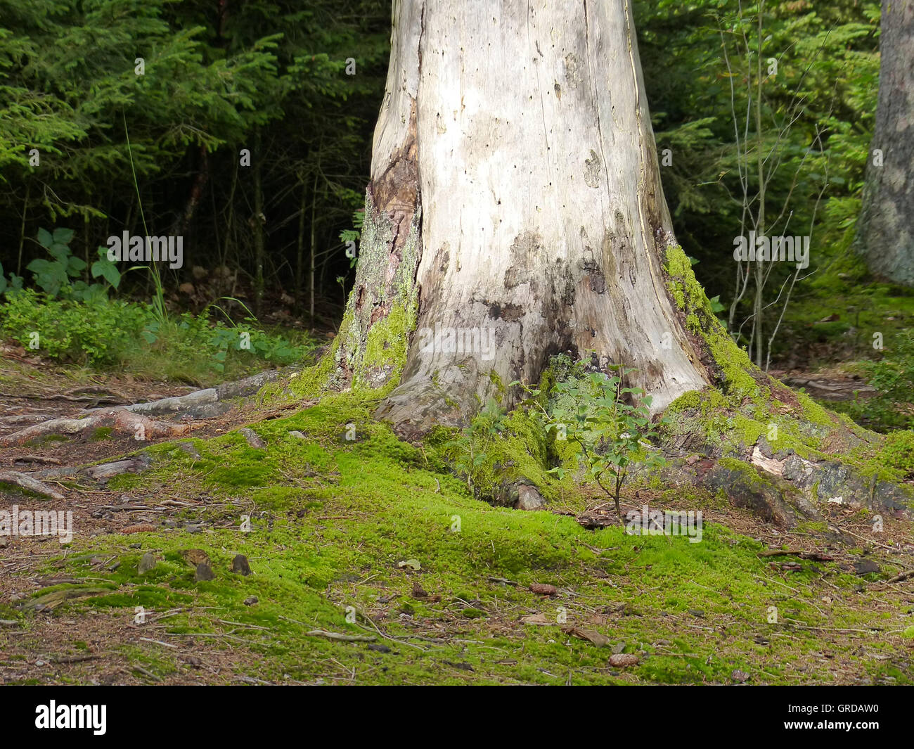 Old mossy tree trunks hi-res stock photography and images - Alamy