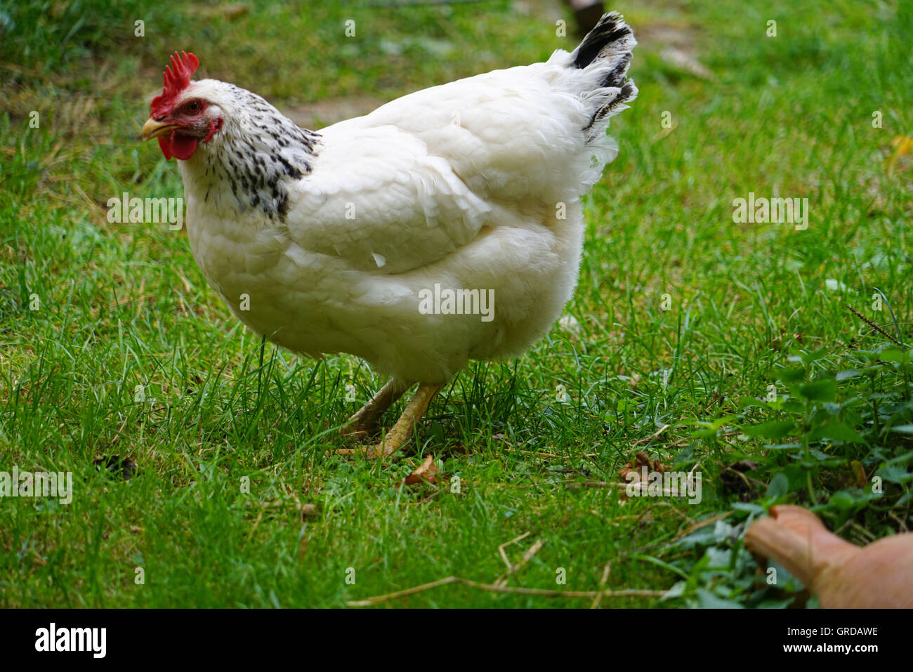 Happy Freerunning White Hen In Garden Stock Photo - Alamy